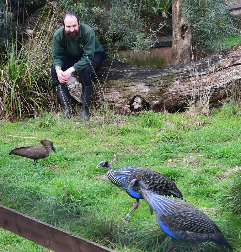 Vulturine Guinea Fowl - Backyard Poultry